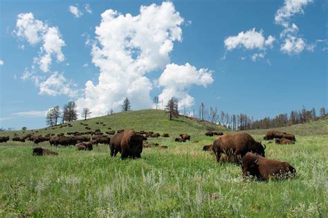 Grassland Biodiversity At Tracy Dibenedetto Blog