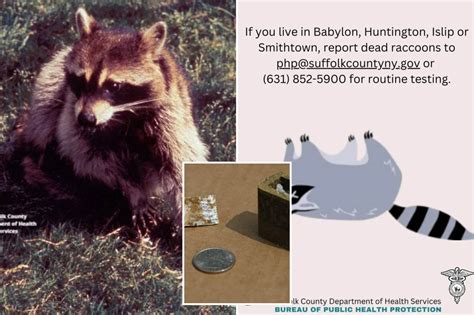 Missing Grandma S Body Found Inside Monster Python