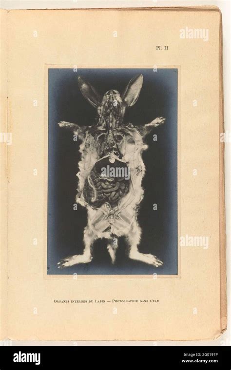Opengesneden Konijn Met Organ Zichtbaar Internal Bunny Organs
