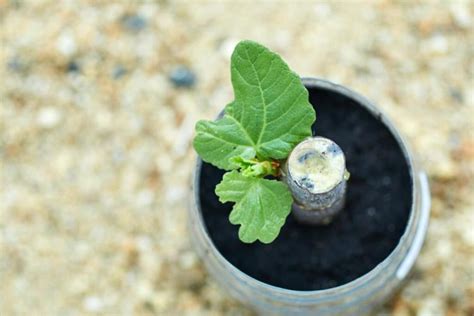 Propagate Fig Tree Propagation With Cuttings
