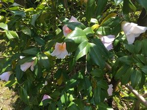 吹雪白玉 茶香逍遥