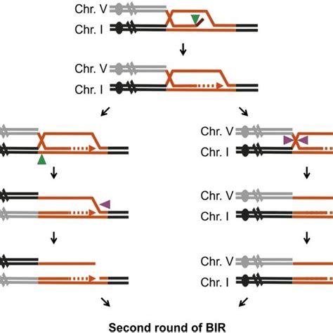 figure s3 mismatch repair is not required for chromosomal conversion