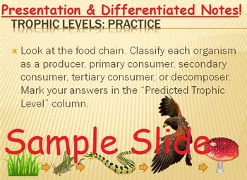 Trophic Levels Presentation And Guided Notes BUNDLE By Darling Differentiation
