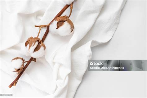 아름 다운 목화 가지와 흰색 바탕에 흰색 천연 면직물입니다 섬세한 흰색 면화 꽃입니다 밝은 색 면 배경입니다 에코 섬유 평면도 복사 공간 직물 생산 0명에 대한 스톡 사진