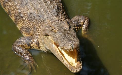 Australian Man Survives Crocodile Attack By Biting The Reptile On Its