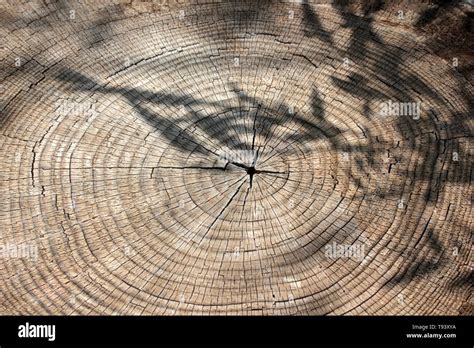 Tree Rings Texture Background Stock Photo Alamy