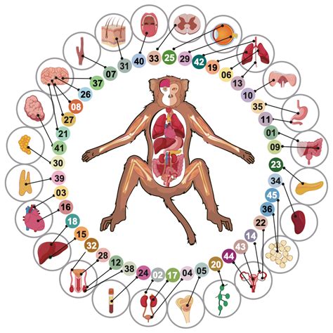 Non Human Primate Cell Atlas Codeplot