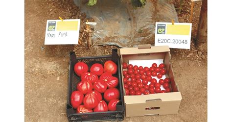 Специфични сортове са трендът при доматите Български Фермер