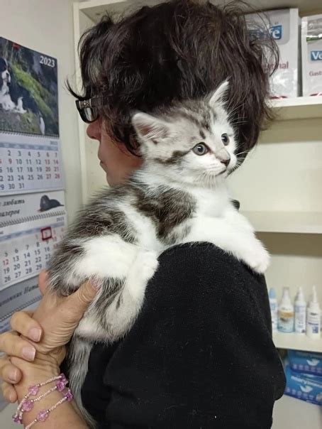 Санкт Петербург и ЛО Ищем Дом и ответственных хозяев Ручной