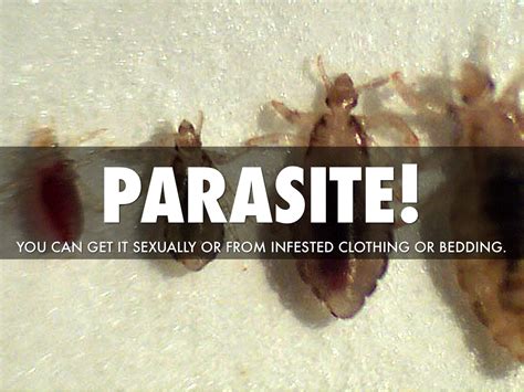 Pubic Lice By Lane Jersild