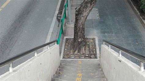 Officials Relocate Tree That Blocked Overpass After People Question