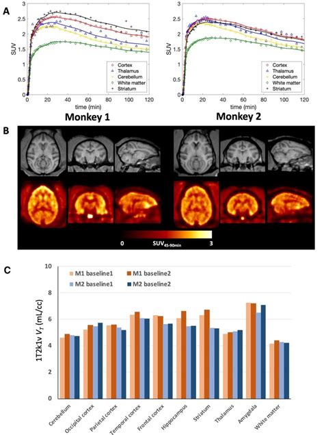 11 C 3meo4ap In The Primate Brain A Brain Time Activity Curves And