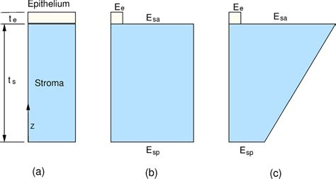 Assumptions On The Distribution Of The Normal Elastic Modulus Across