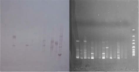 Plasmid Dna Restricted With Ecor1 To Confirm Hybridization With Blatem