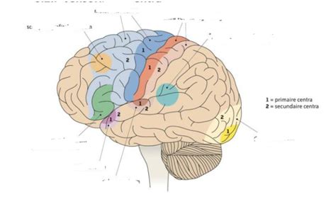 Diagram Motorische En Sensorische Hersencentra Tekeningen En Voorbeelden Quizlet