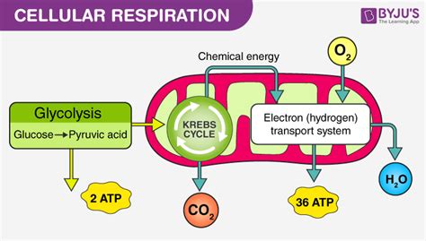 Atp Synthase Structure