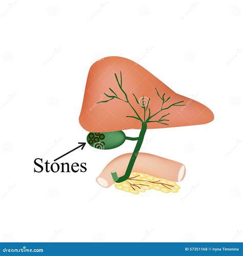 Duodenum And Pancreas Vector Illustration 200719236