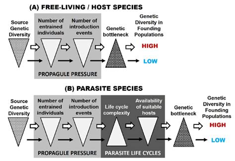 2 Theoretical Schematic For How Source Diversity And Propagule