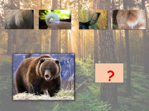 Дидактическая игра «Чей хвост презентация онлайн