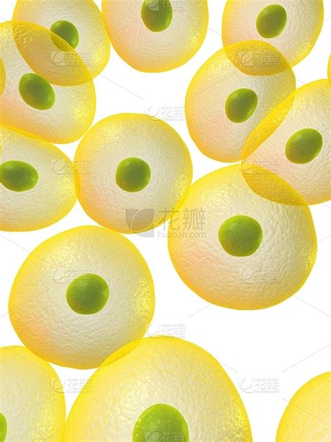 细胞核 绿色 黄色 圆形 绘画插图 干细胞 真核生物 垂直画幅 形状