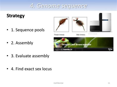 Ppt Artemia Genome And Sex Locus Powerpoint Presentation Free Download Id 2141818