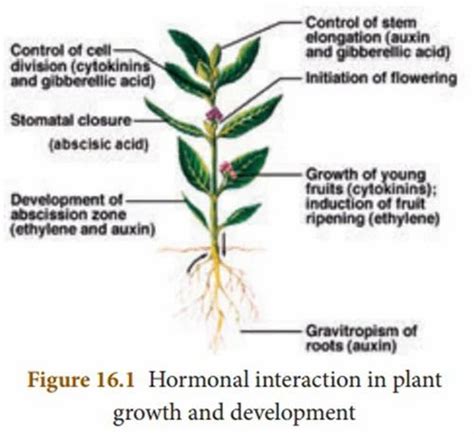 Pseudomonas Fluorescens In Agriculture