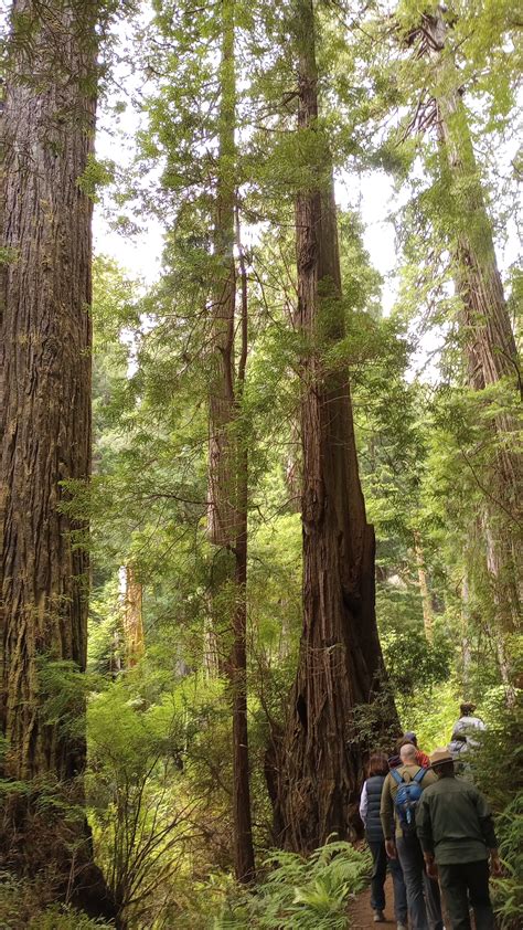 Del Norte Redwoods California Coastal Trail Del Norte Redwoods State