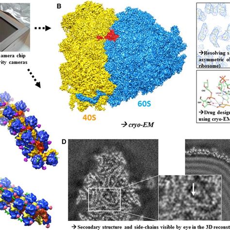 Pdf The Integrative Role Of Cryo Electron Microscopy In Molecular And Cellular Structural Biology