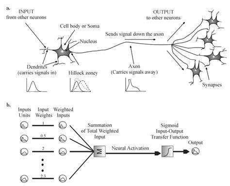 conceptual structures of biological and artificial neural networks