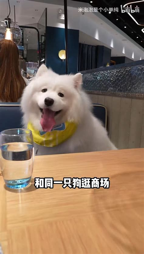 真的好羡慕你们在屏幕前云养狗啊！！ 哔哩哔哩