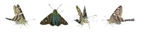 Long Tailed Skipper Or Bean Leafroller Urbanus Proteus Large Butterfly Grey Black With