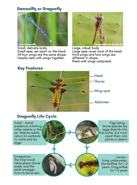 Identification Guide British Dragonfly Society