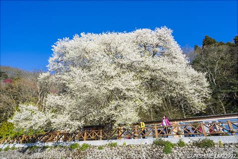 LM23992 霧社櫻 櫻花 霧社櫻花 觀霧山莊 觀霧國家森林遊樂區 雪霸國家公園 苗栗縣 泰安鄉 莊信賢 Flickr