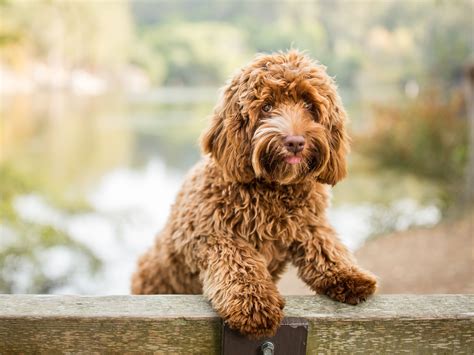 Brown Labradoodle