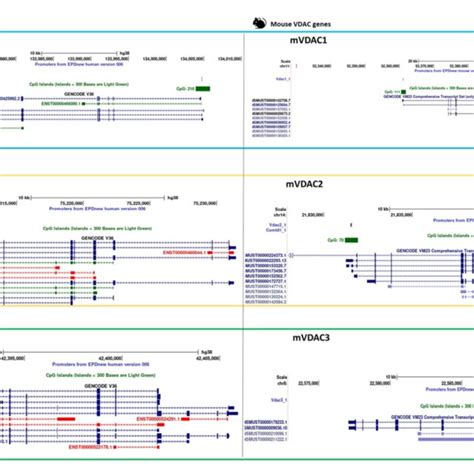 Vdac Isoforms In Human And Mouse A Ucsc Schematic Overview Of Download Scientific Diagram
