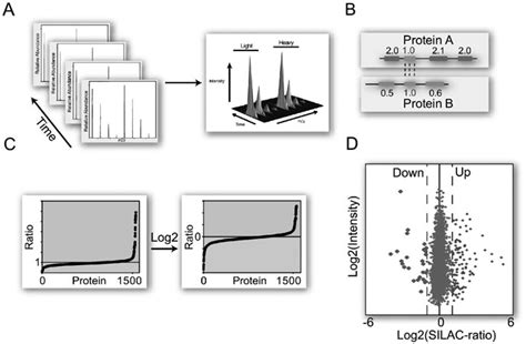 3 Silac Quantitation And Data Processing A Xic Based Quantitation Of