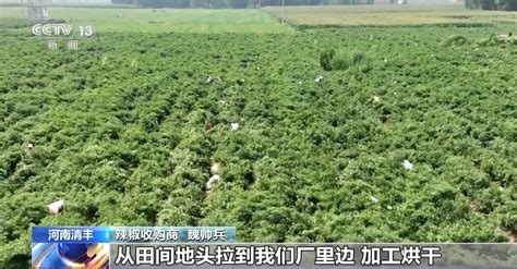 农民增收农业增效 多地辣椒喜迎丰收 荆楚网 湖北日报网