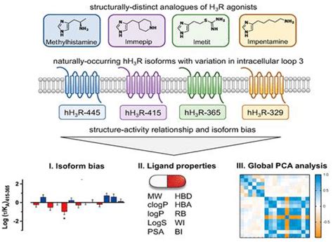 人组胺 H3 受体亚型的亚型偏差的结构和分子决定因素acs Chemical Neuroscience X Mol