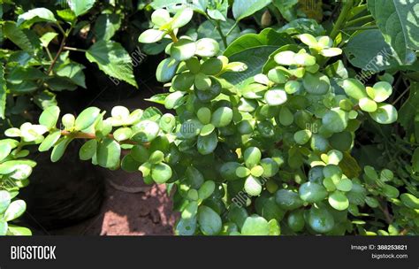 Crassula Ovate Called Image And Photo Free Trial Bigstock