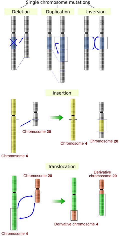 153 Types Of Mutation College Biology I