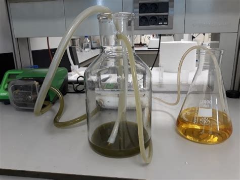 Seaweed Collection Characterization Protein Extraction Alehoop