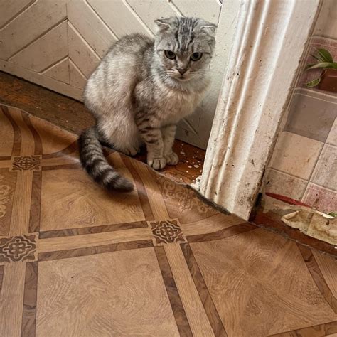 Кошка в добрые руки купить в Саратове бесплатно дата размещения 09 01 2024 Кошки