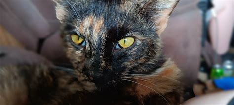 I Heard Yall Like Cats Album On Imgur
