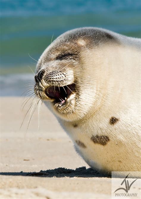 Seal Pup Memes Seal Face Party Hat Ocean Seal Lover Funny
