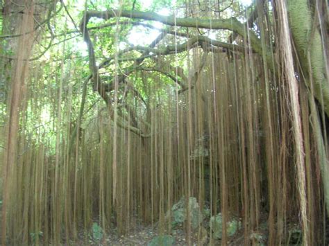 錦屏藤