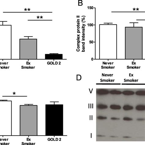 Etc Complex Protein Expression Levels In Quadriceps Muscle A Download Scientific Diagram
