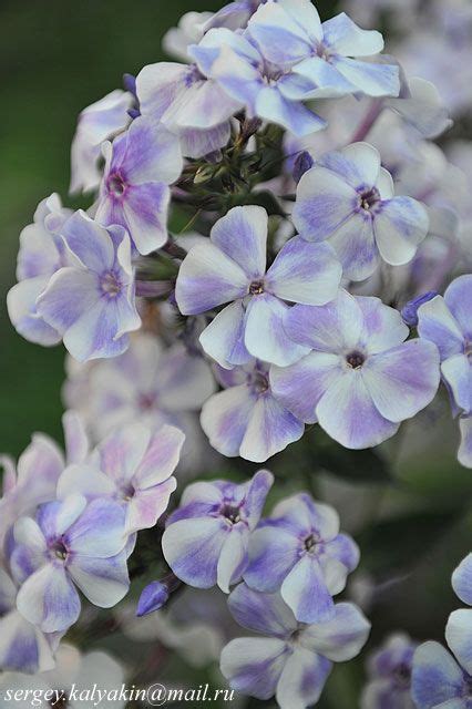 Голубые и синие флоксы. Часть 1. | Bird garden, Flowers, Plants
