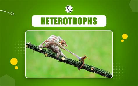 Heterotrophs Definition Types Examples And Importance