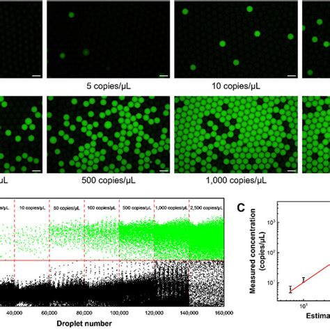 Dynamic Range Of The Ddrpa Assay Fluorescence Images Representing The