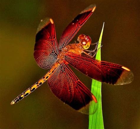 Red Dragonfly Neurothemis Terminata Indonesia Dragonfly Patterns